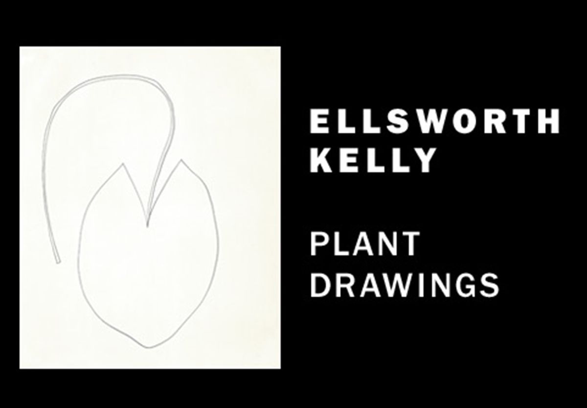 Ellsworth Kelly Plant Drawings | The Metropolitan Museum of Art