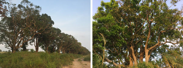 The Path They Trod: An Avenue of Mango Trees on the Loango Coast | The ...
